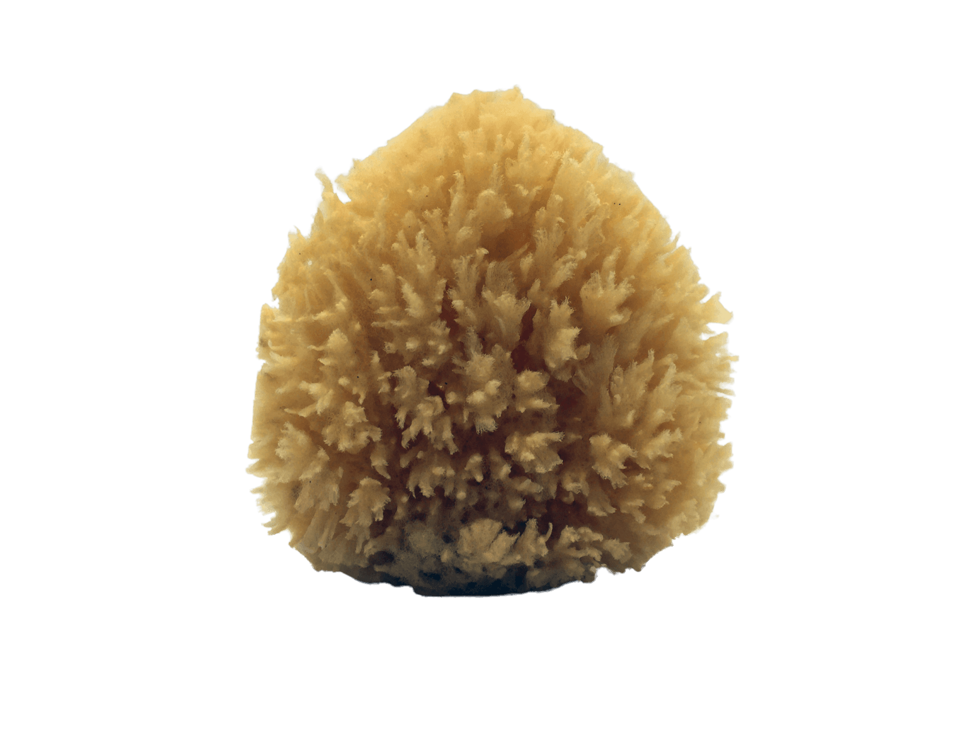 All-Natural Dead Sea Sponge – TOA Waters