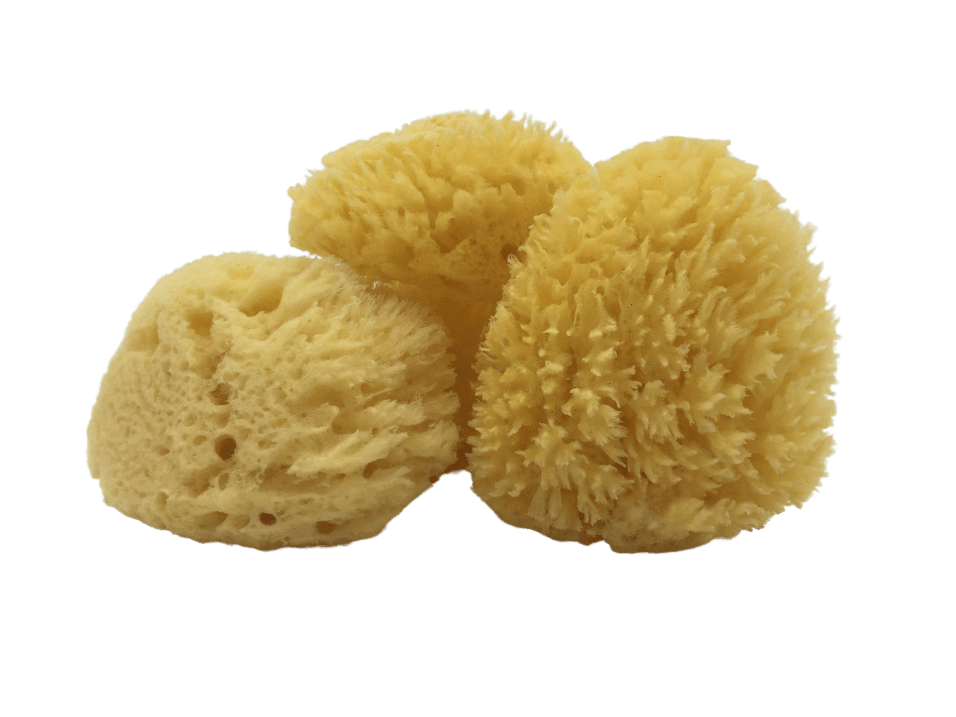 All-Natural Dead Sea Sponge – TOA Waters